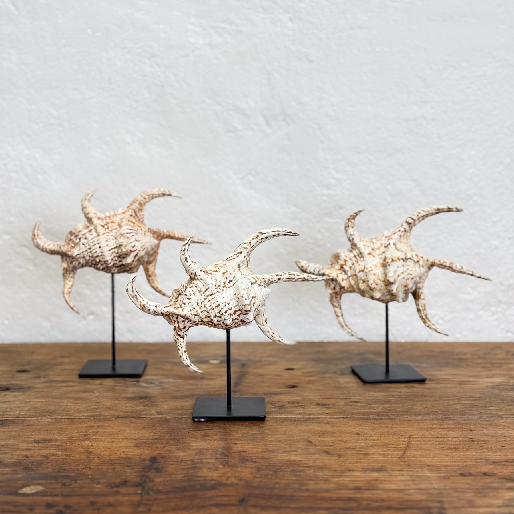 Spider Conch Shell on Stand – Orient House